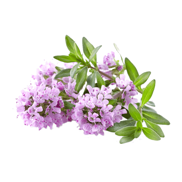 Čiobrelių (Thymus vulgaris white) eterinis aliejus - Aroma Natural